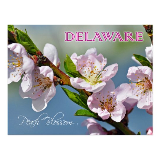 Delaware State Flower: Peach Blossom Postcard | Zazzle.com