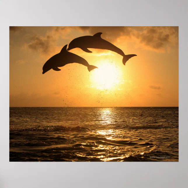 Delfin 3 poster | Zazzle