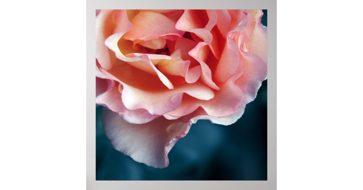 Delicate Pink Rose Petals Macro Abstract Poster | Zazzle
