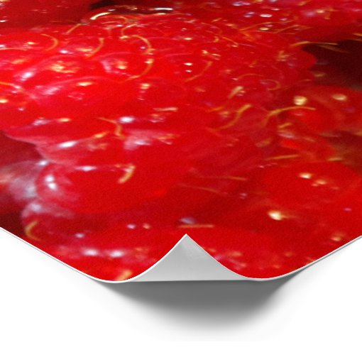 Delicious cute dark pink raspberry photograph poster | Zazzle