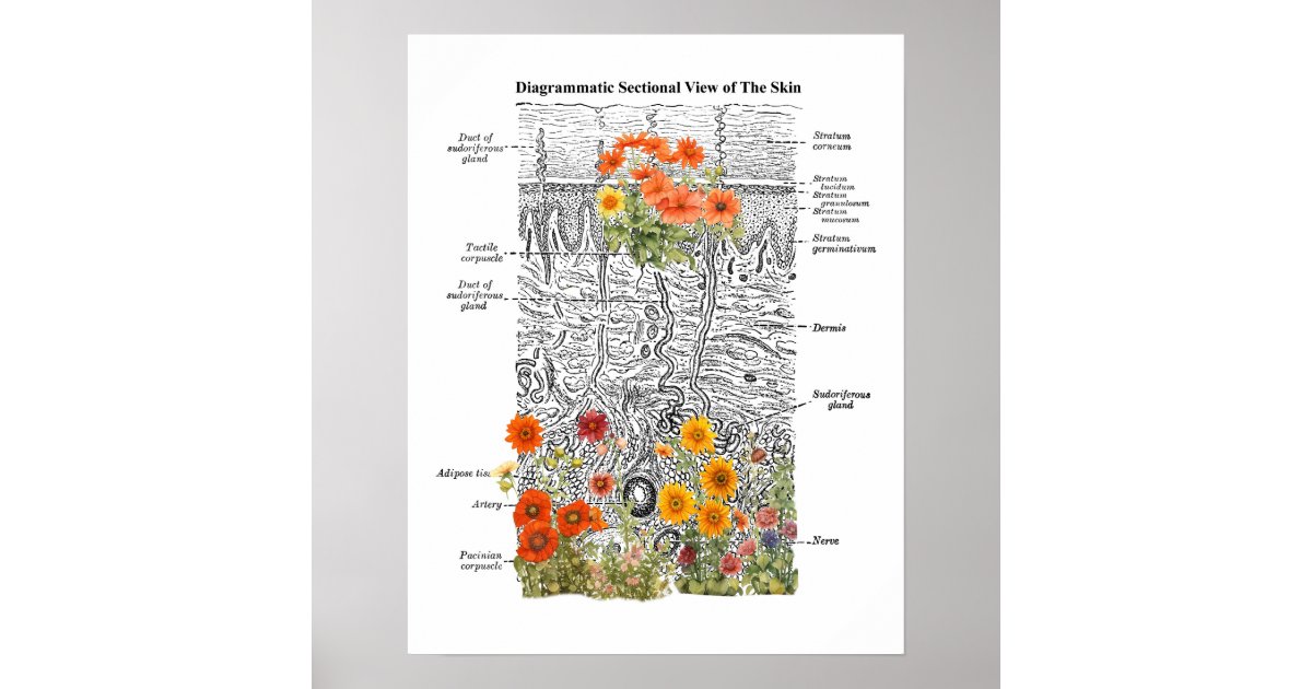 Dermatology Skin Anatomy Art with Floral Details Poster | Zazzle