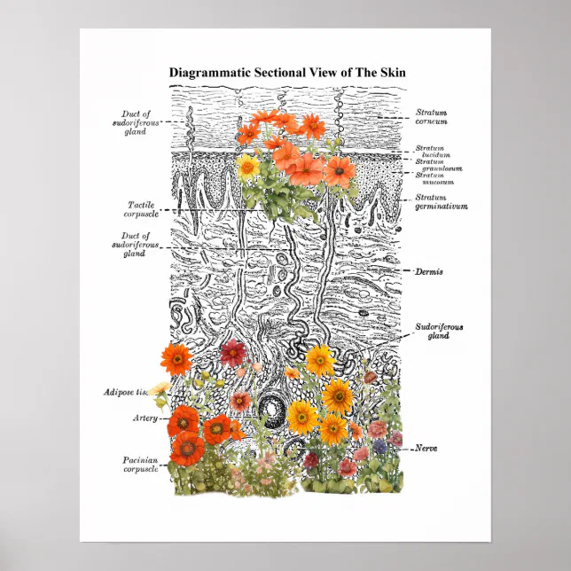 Dermatology Skin Anatomy Art With Floral Details Poster Zazzle