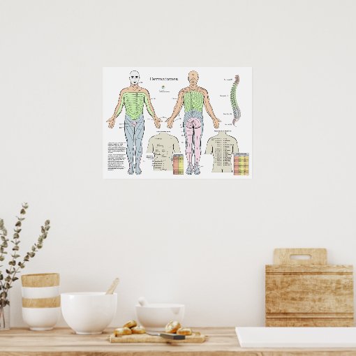 Dermatome Alarm Back Shu Acupuncture Points Chart | Zazzle