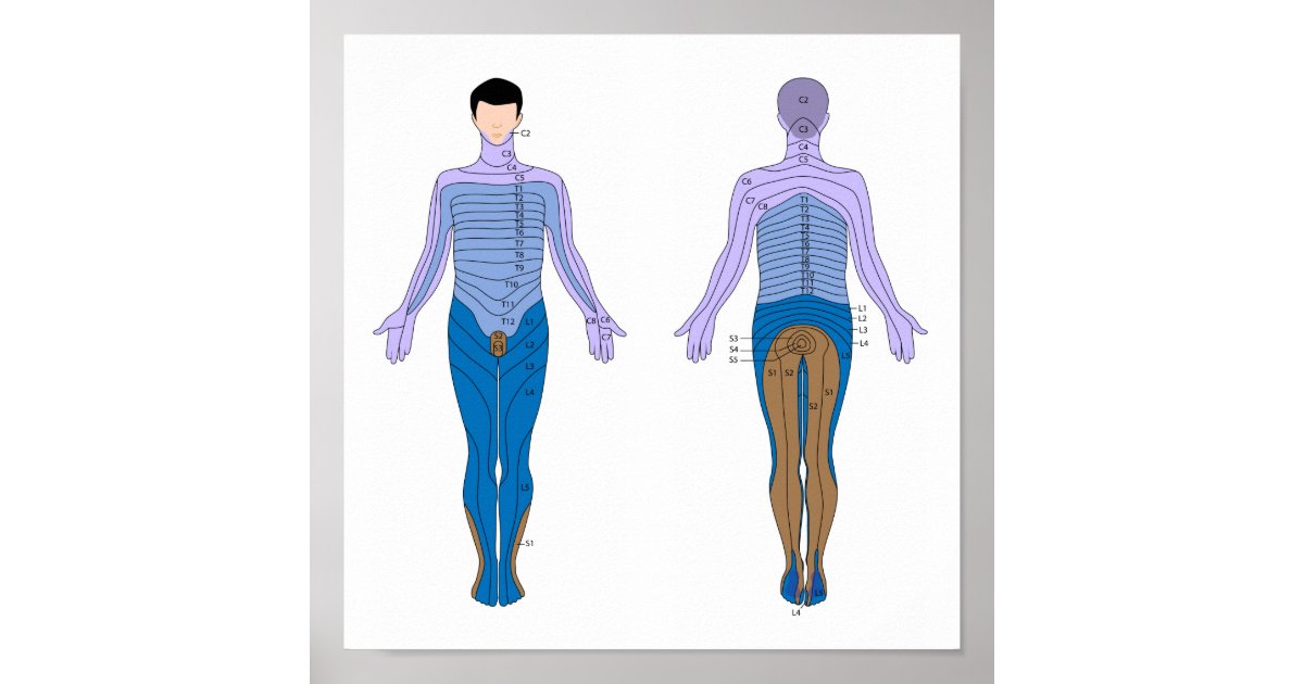 Dermatome diagram Poster | Zazzle