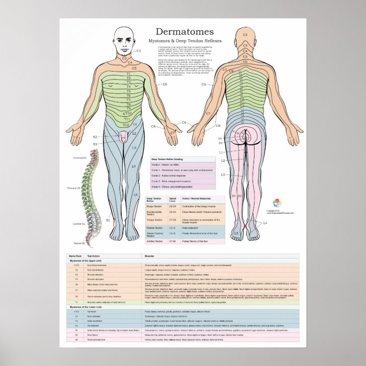 Dermatomes Myotomes and DTR Poster Chiropractic | Zazzle