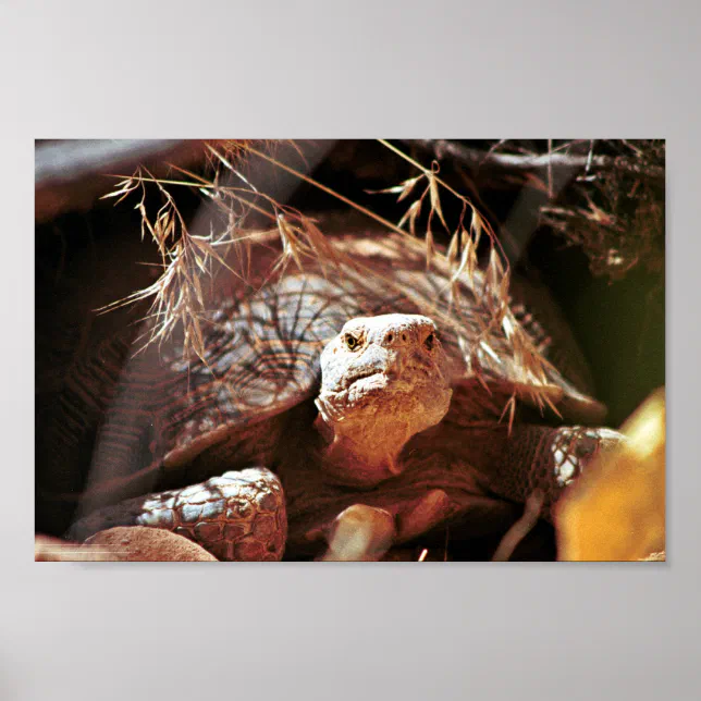 Desert Tortoise Poster | Zazzle