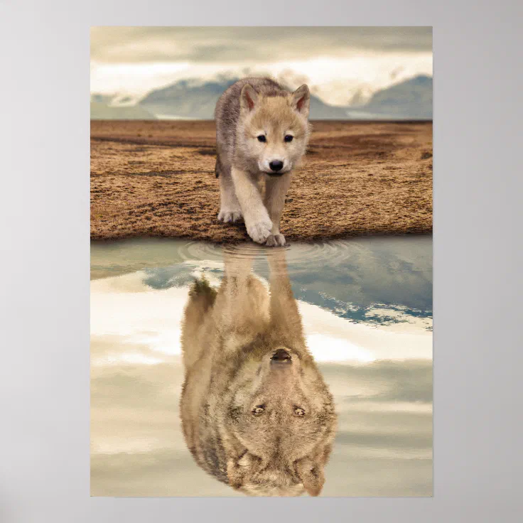 Desert Wolf Pup Water Reflection Poster | Zazzle