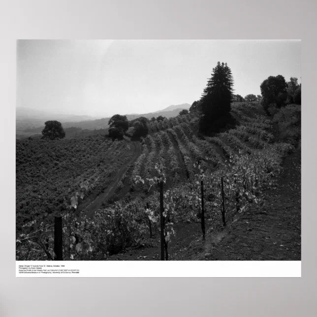 Detail, Draper Vineyards near St. Helena, 1966 Poster | Zazzle