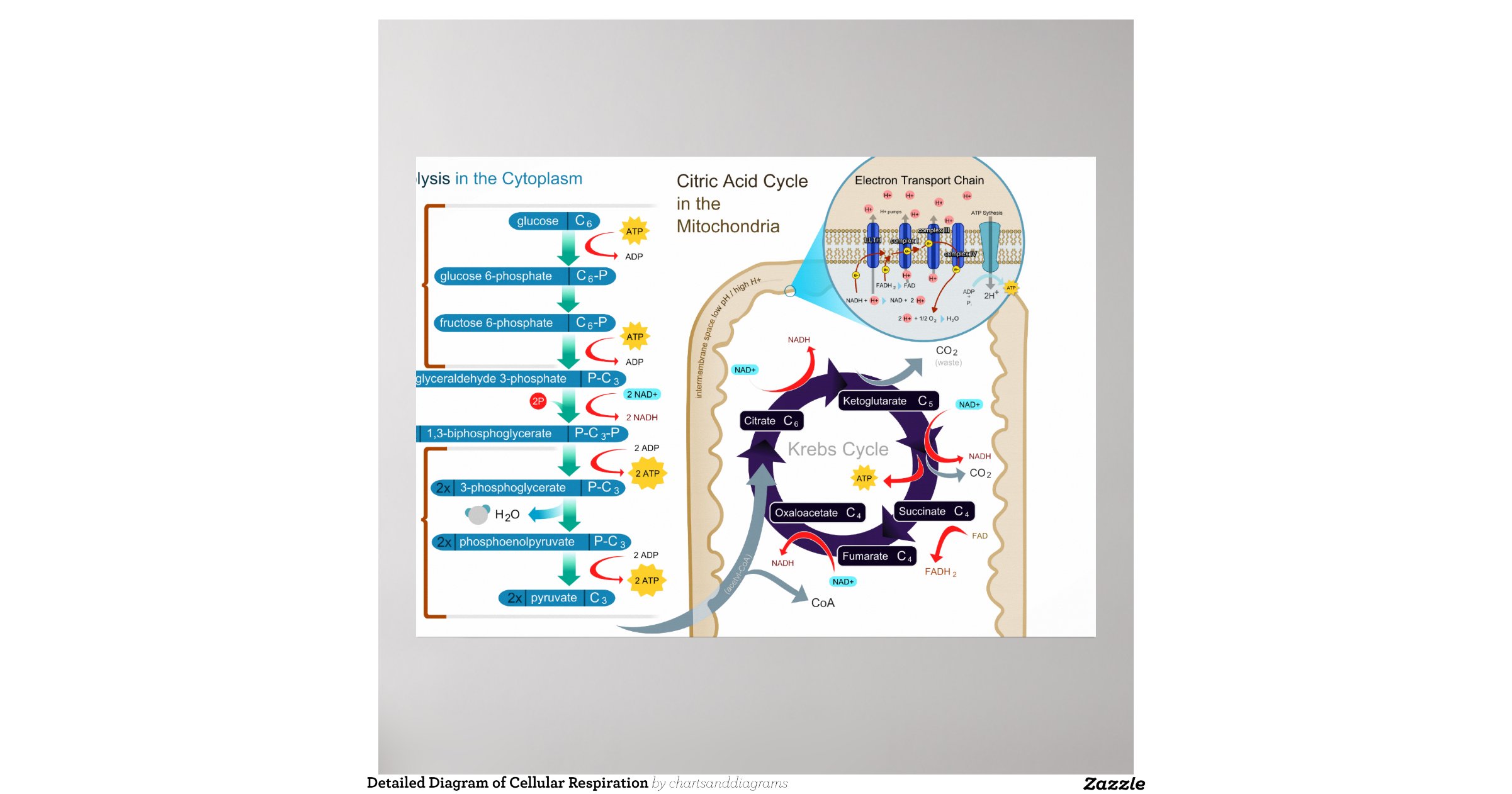 detailed_diagram_of_cellular_respiration_poster ...