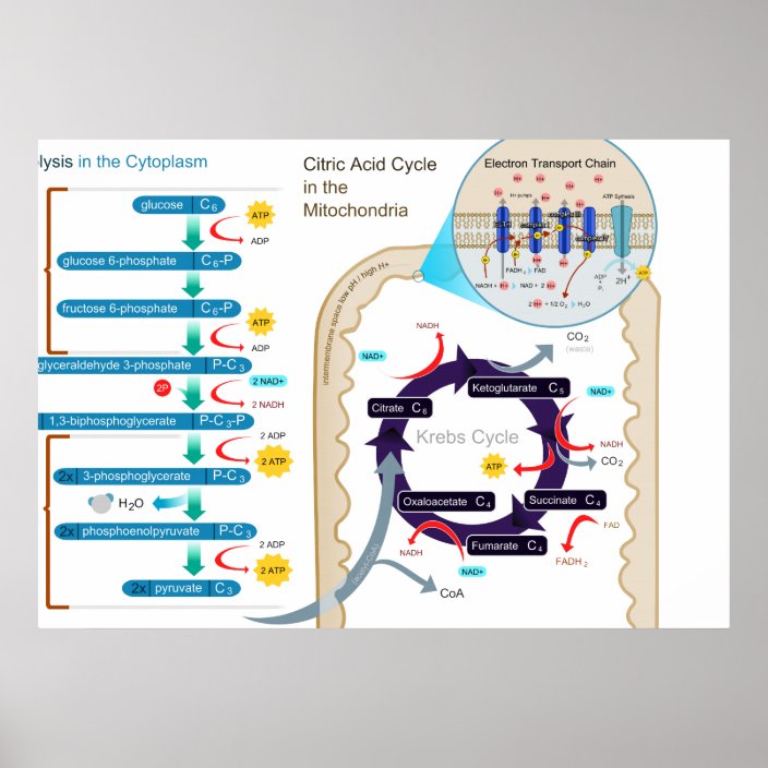 Detailed Diagram of Cellular Respiration Poster | Zazzle.com