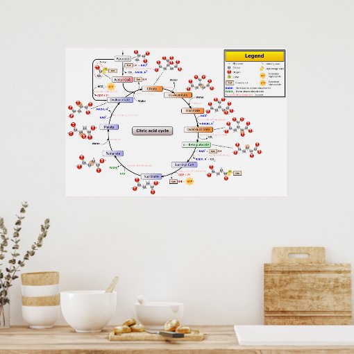 Detailed Diagram of the Citric Acid Cycle Poster | Zazzle