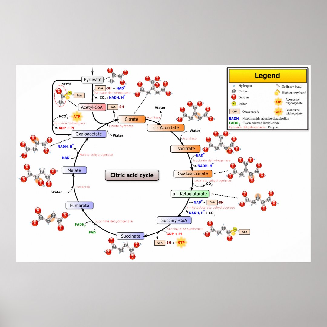 Detailed Diagram of the Citric Acid Cycle Poster | Zazzle