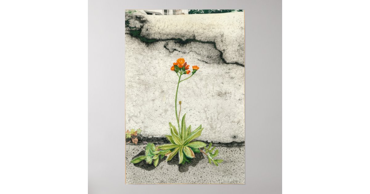 Devil's Paintbrush Poster | Zazzle