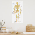 Diagram of a Human Female Skeleton Back View Poster | Zazzle