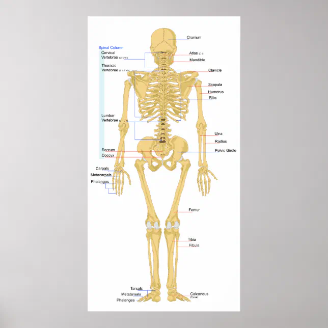 Diagram of a Human Female Skeleton Back View Poster | Zazzle
