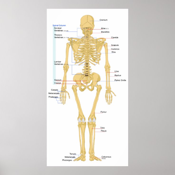 Diagram of a Human Female Skeleton Back View Poster | Zazzle