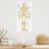 Diagram of a Human Female Skeleton Front View Poster | Zazzle