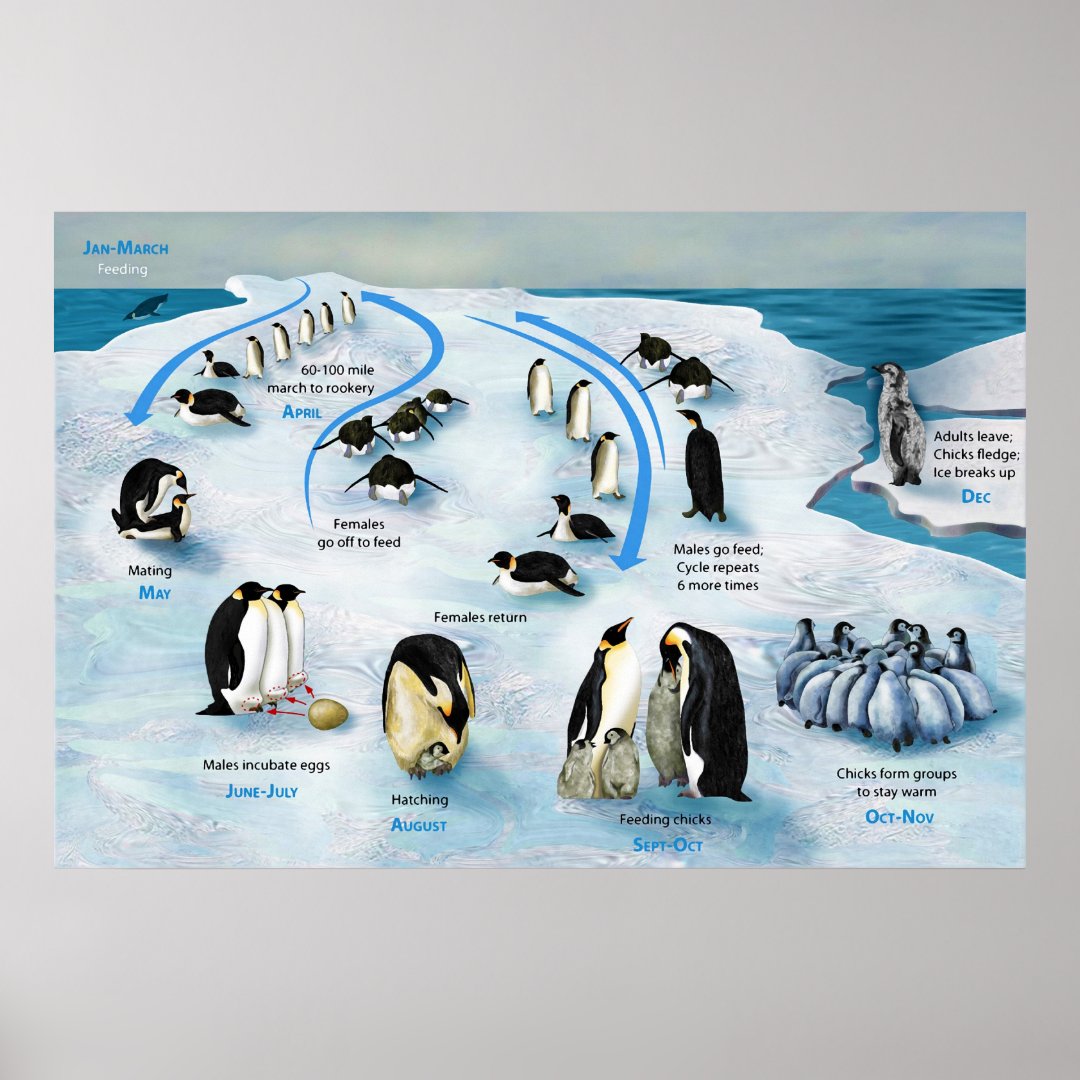 Diagram of a Life Cycle of the Emperor Penguin Poster | Zazzle