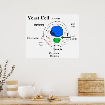 Diagram of a Micro Organism Fungi Yeast Cell Poster | Zazzle