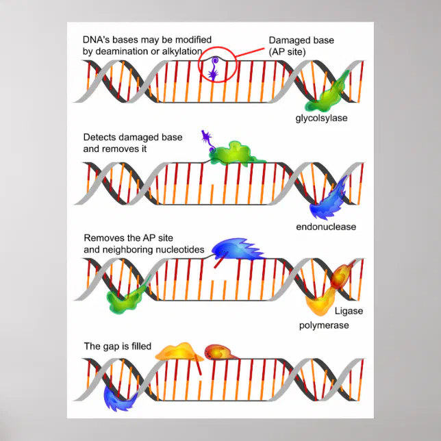 Diagram of a Simple DNA Base Excision Repair Poster | Zazzle