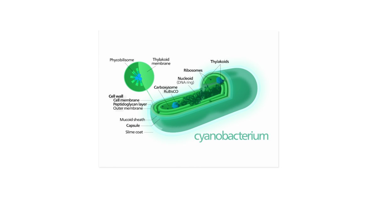 Diagram of a Typical Cyanobacteria Cell Postcard | Zazzle