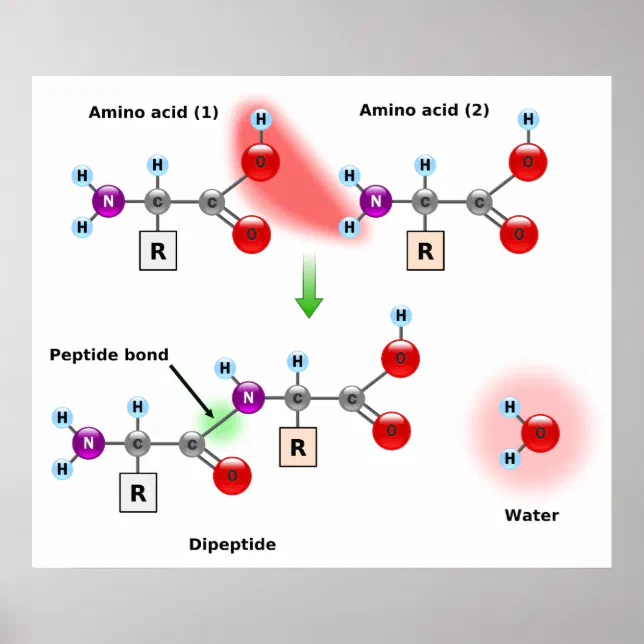 Diagram of an Amino Acid Peptide Bond Formation Poster | Zazzle