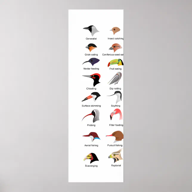 Diagram of Different Bird Beak Adaptations Poster | Zazzle