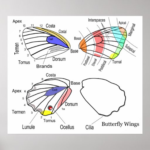 Diagram of Each Section of Butterfly Wings Poster | Zazzle