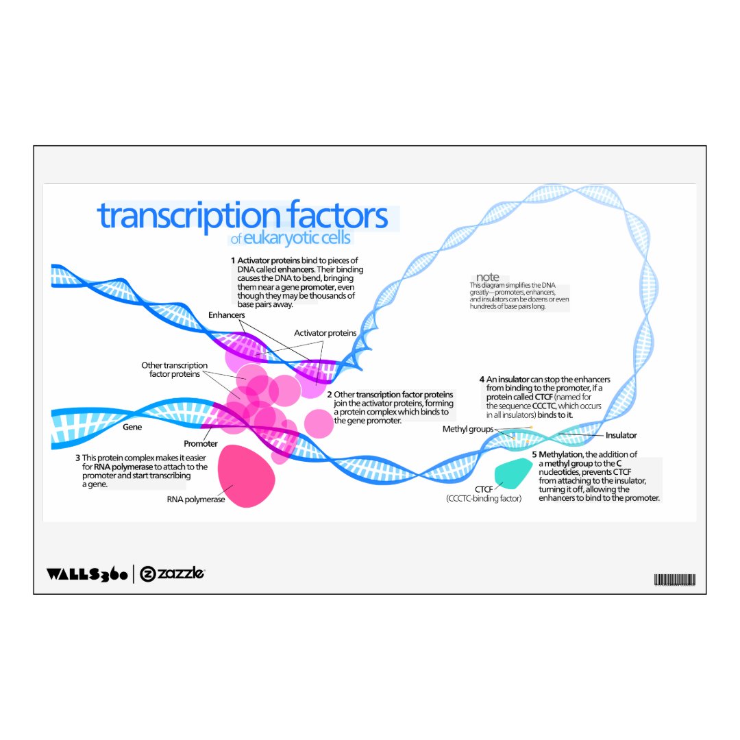 Diagram of gene transcription factors wall sticker | Zazzle