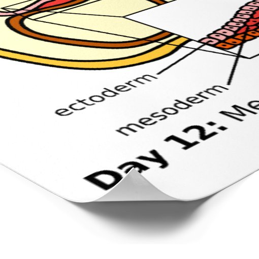 Diagram of Human Embryogenesis Reproductive System Poster | Zazzle