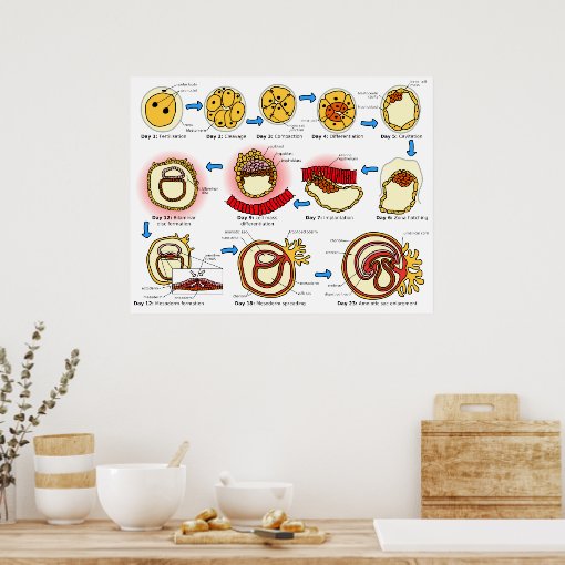 Diagram of Human Embryogenesis Reproductive System Poster | Zazzle