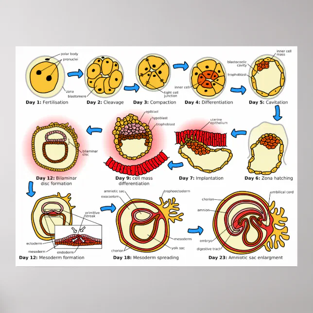 Diagram of Human Embryogenesis Reproductive System Poster | Zazzle