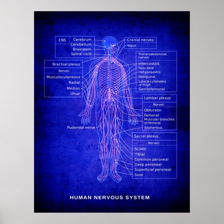 DIAGRAM of HUMAN NERVOUS SYSTEM - BLUEPRINT Poster | Zazzle