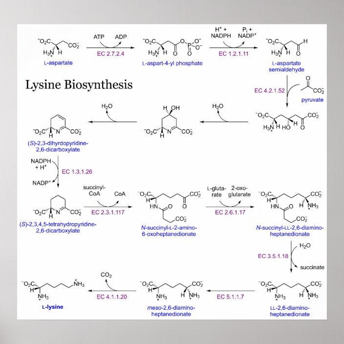 Diagram of Lysine Biosynthesis Poster | Zazzle.com