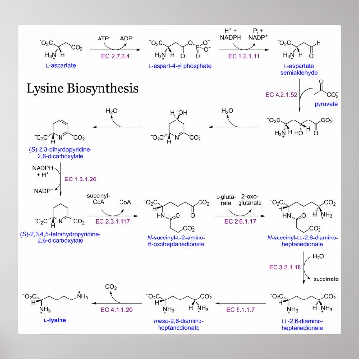 Diagram of Lysine Biosynthesis Poster | Zazzle