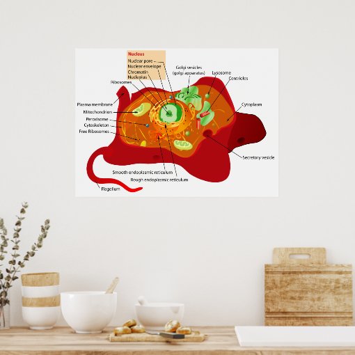 Diagram of the Cell Structure of an Animal Cell Poster | Zazzle