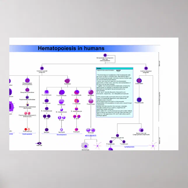 Hematopoiesis Diagram