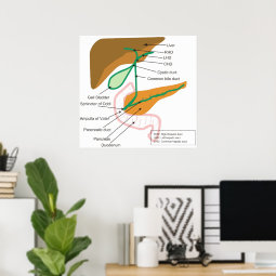 Diagram of the Human Biliary System Bile Duct Poster | Zazzle