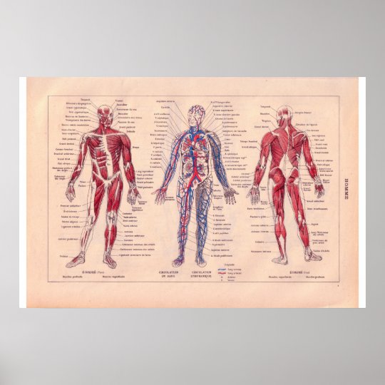 Diagram of the human body, French 1920 Poster | Zazzle.com