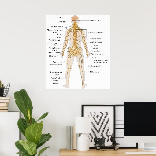 Diagram of the Human Body's Nervous System Poster | Zazzle