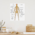 Diagram of the Human Body's Nervous System Poster | Zazzle
