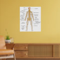 Diagram of the Human Body's Nervous System Poster | Zazzle