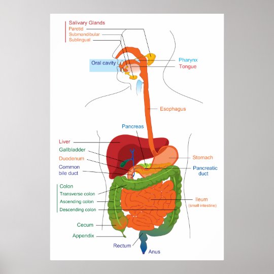 Diagram of the Human Digestive System Poster | Zazzle