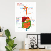 Diagram of the Human Digestive System Poster | Zazzle