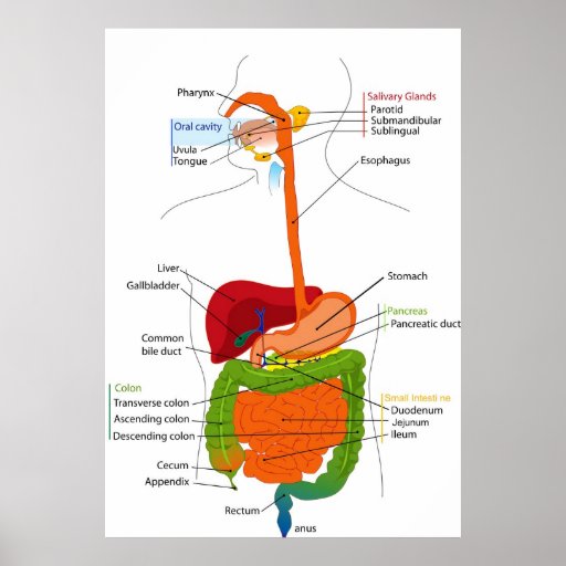 Diagram of the Human Gastrointestinal Tract Poster | Zazzle.com
