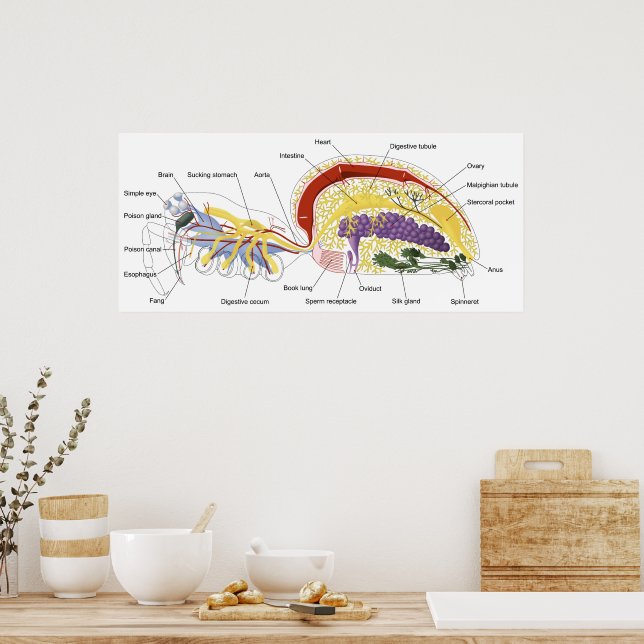 Spider Internal Diagram