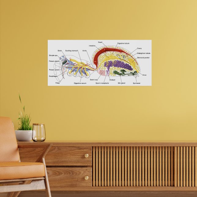 Spider Internal Diagram