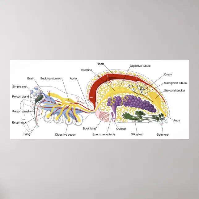 Spider Internal Diagram Parts Of A Spider Poster For K 2nd Grade