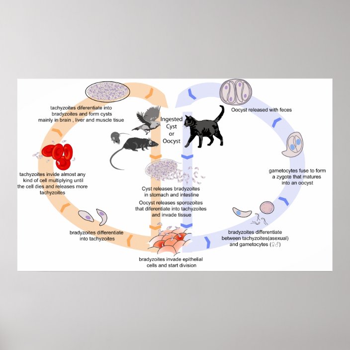 Diagram of the Life Cycle of Toxoplasma Gondii Poster | Zazzle.com