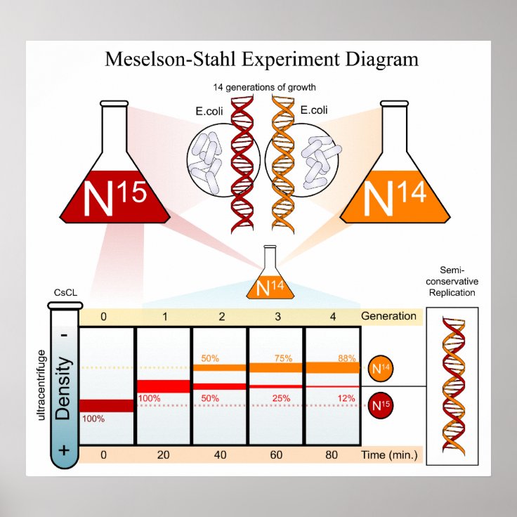 Diagram of the Meselson Stahl Experiment DNA Poster | Zazzle
